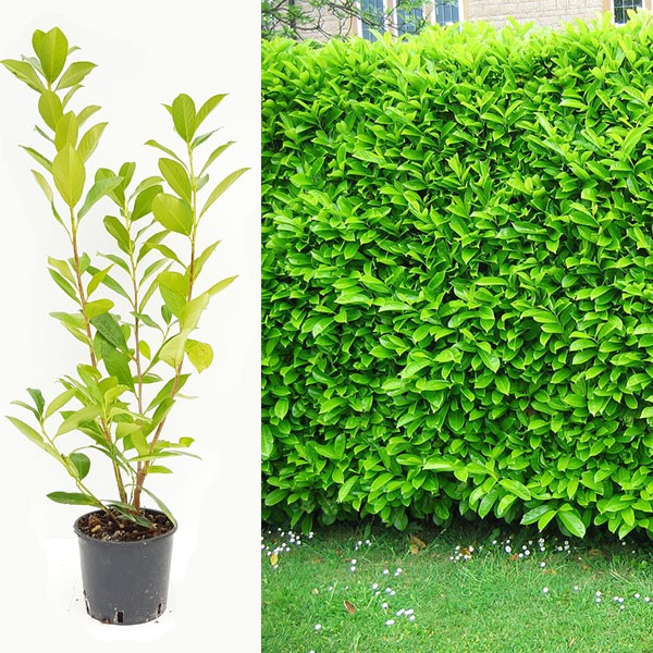 Laurus Cerasus Novita | Landisa Plant